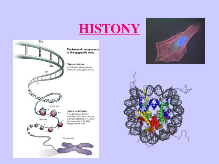 PPT - PROTEINY PowerPoint Presentation - ID:3539825