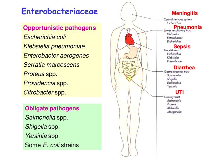 PPT - Enterobacteriaceae PowerPoint Presentation, free download - ID ...