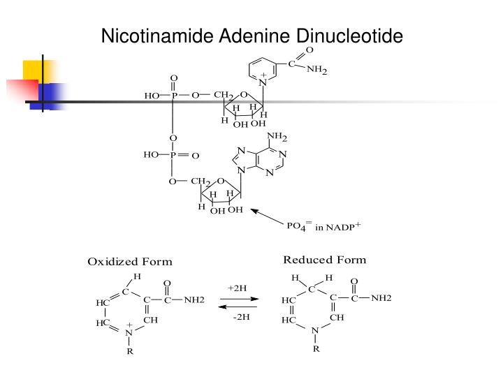 PPT - Tema 7: Homofermentative Pathway PowerPoint Presentation - ID:3540212