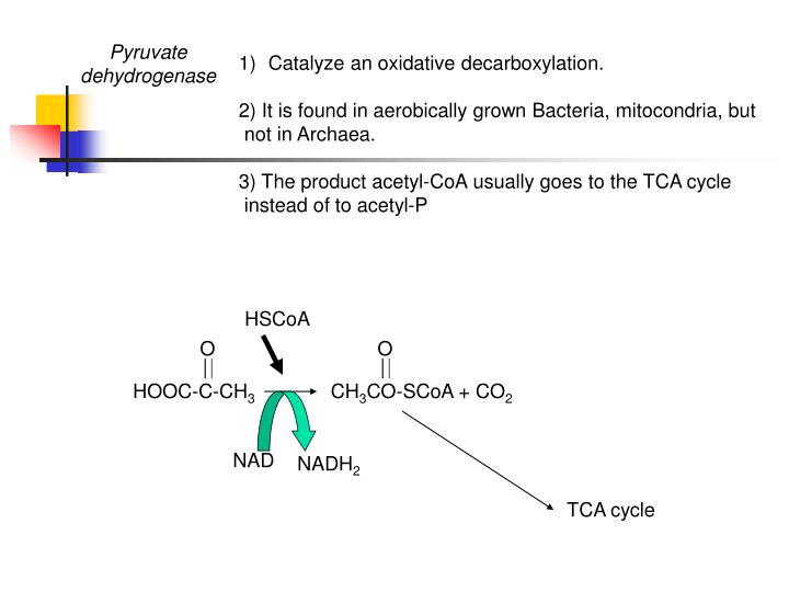 PPT - Tema 7: Homofermentative Pathway PowerPoint Presentation - ID:3540212