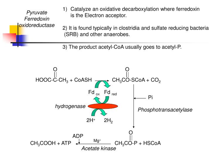 PPT - Tema 7: Homofermentative Pathway PowerPoint Presentation - ID:3540212