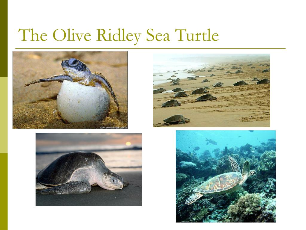 PPT - Endangered Olive Ridley Sea Turtles PowerPoint Presentation, free ...