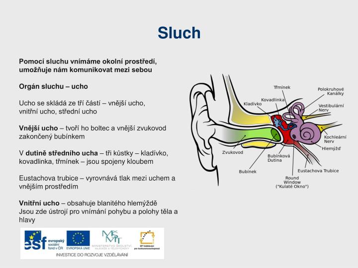 PPT - Smyslová ústrojí PowerPoint Presentation - ID:3540962