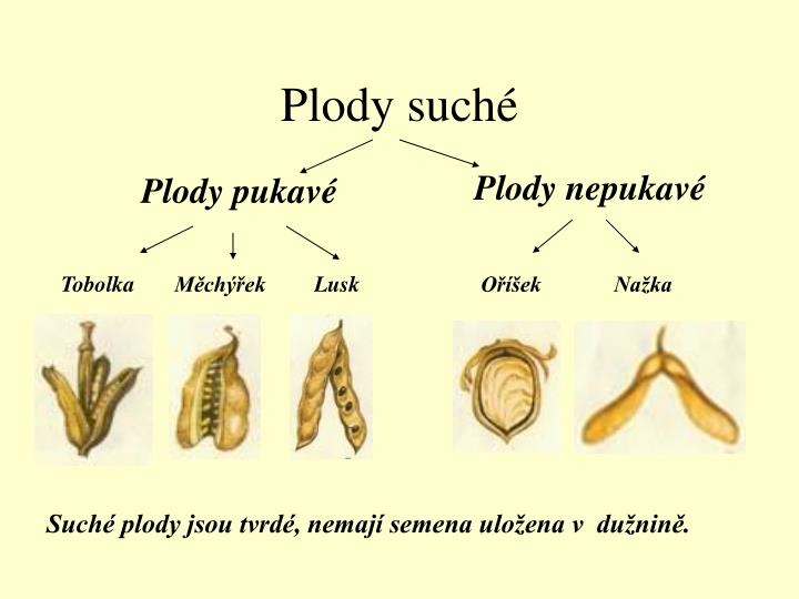 PPT - Podzimní plody PowerPoint Presentation - ID:3541056