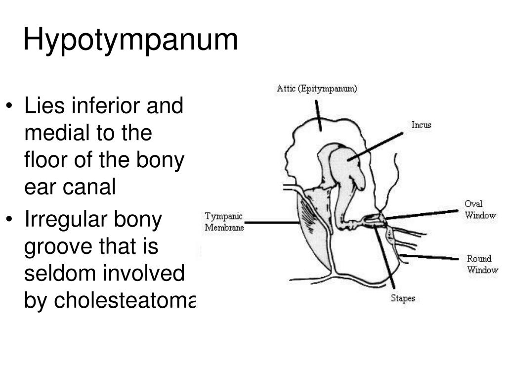 PPT - ANATOMY AND PHYSIOLOGY OF THE EXTERNAL EAR, MIDDLE EAR AND INNER ...