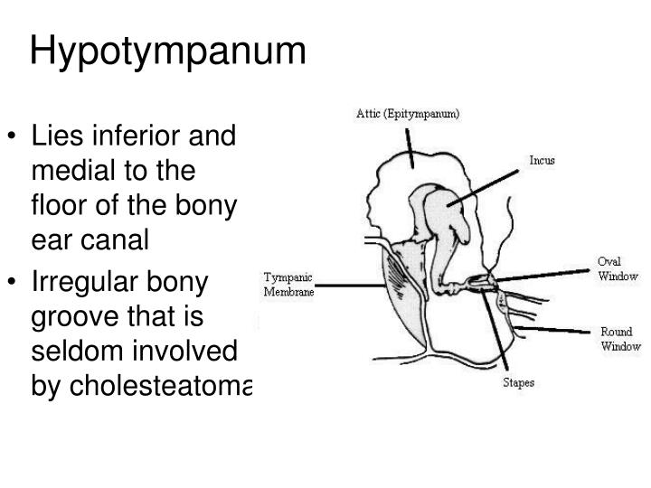 PPT - ANATOMY AND PHYSIOLOGY OF THE EXTERNAL EAR, MIDDLE EAR AND INNER ...