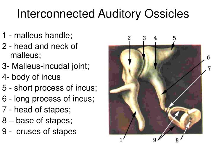 PPT - ANATOMY AND PHYSIOLOGY OF THE EXTERNAL EAR, MIDDLE EAR AND INNER ...