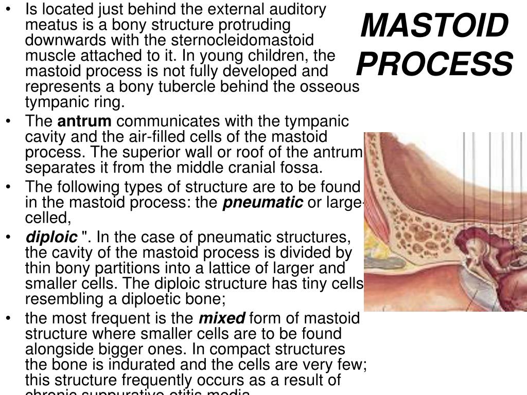 PPT - ANATOMY AND PHYSIOLOGY OF THE EXTERNAL EAR, MIDDLE EAR AND INNER ...