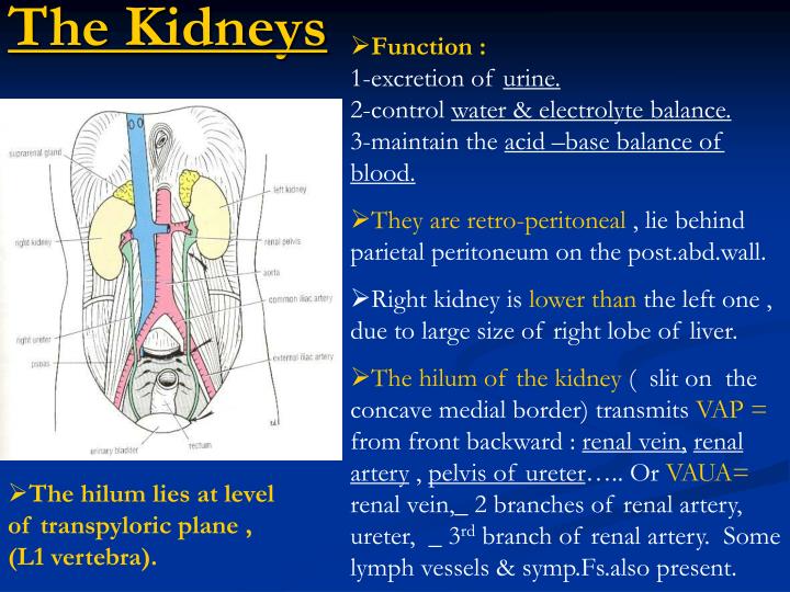 PPT - The Kidneys PowerPoint Presentation, free download - ID:3542107