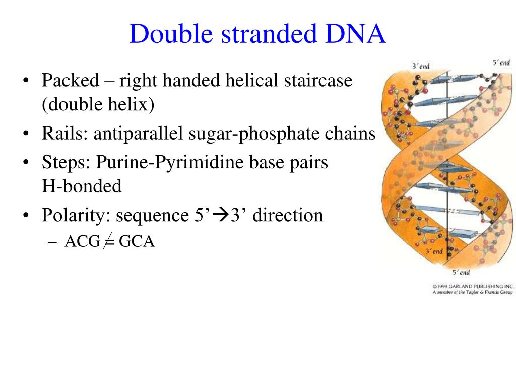 PPT - DNA & DNA : Protein Interactions PowerPoint Presentation - ID:3542213