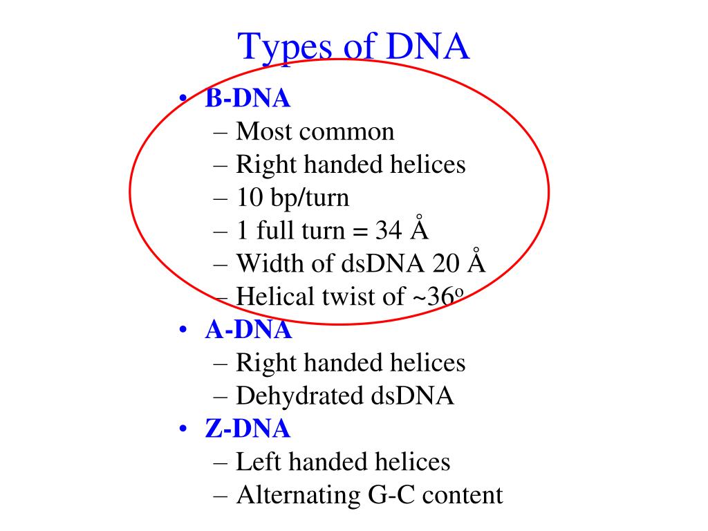 PPT - DNA & DNA : Protein Interactions PowerPoint Presentation - ID:3542213