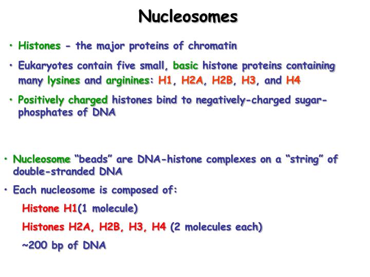 PPT - Three dimensional structure of DNA PowerPoint Presentation - ID ...