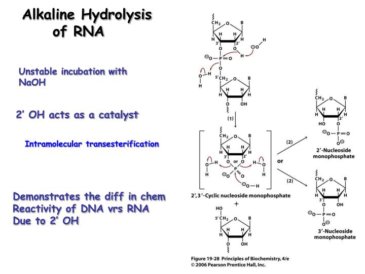 PPT - Three dimensional structure of DNA PowerPoint Presentation - ID ...
