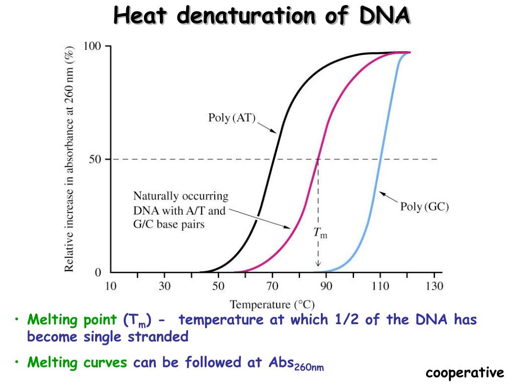 PPT Three Dimensional Structure Of DNA PowerPoint Presentation Free