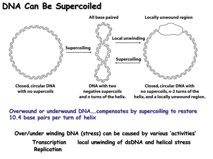 PPT - Three dimensional structure of DNA PowerPoint Presentation - ID ...