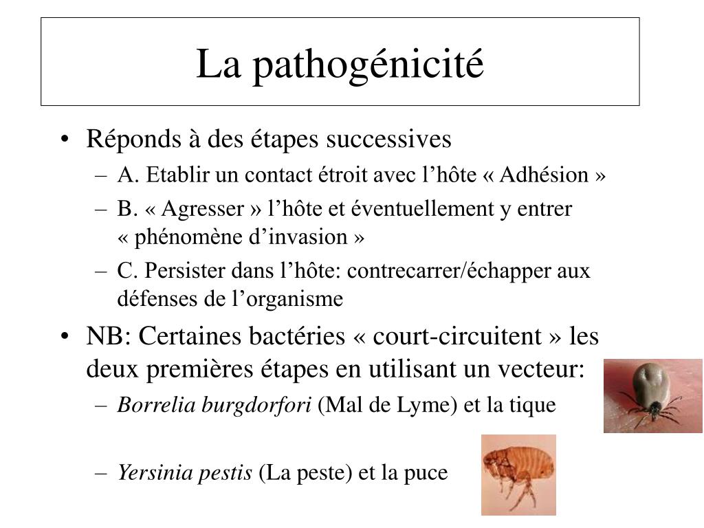 PPT - Physiopathologie des infections bactériennes: Mécanismes de ...