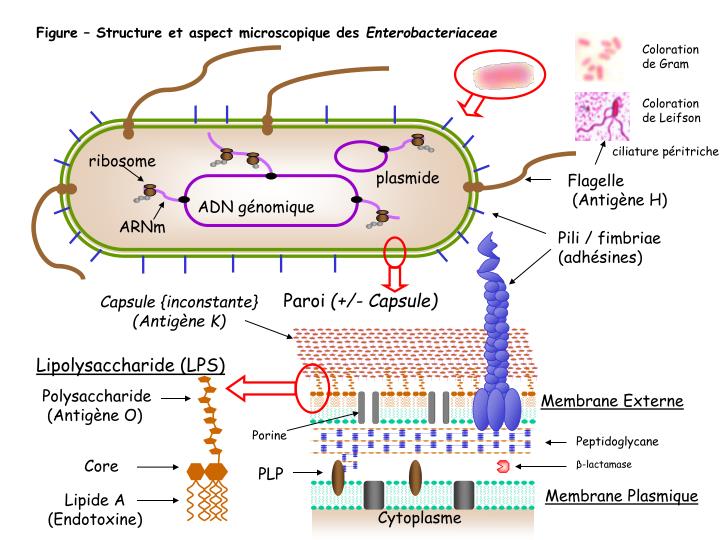 PPT - Physiopathologie des infections bactériennes: Mécanismes de ...
