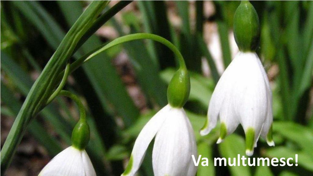 PPT - SPITALUL DE PNEUMOFTIZILOLOGIE SATU MARE PowerPoint Presentation ...