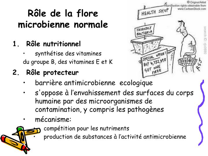 PPT - Génétique bactérienne PowerPoint Presentation - ID:3543043