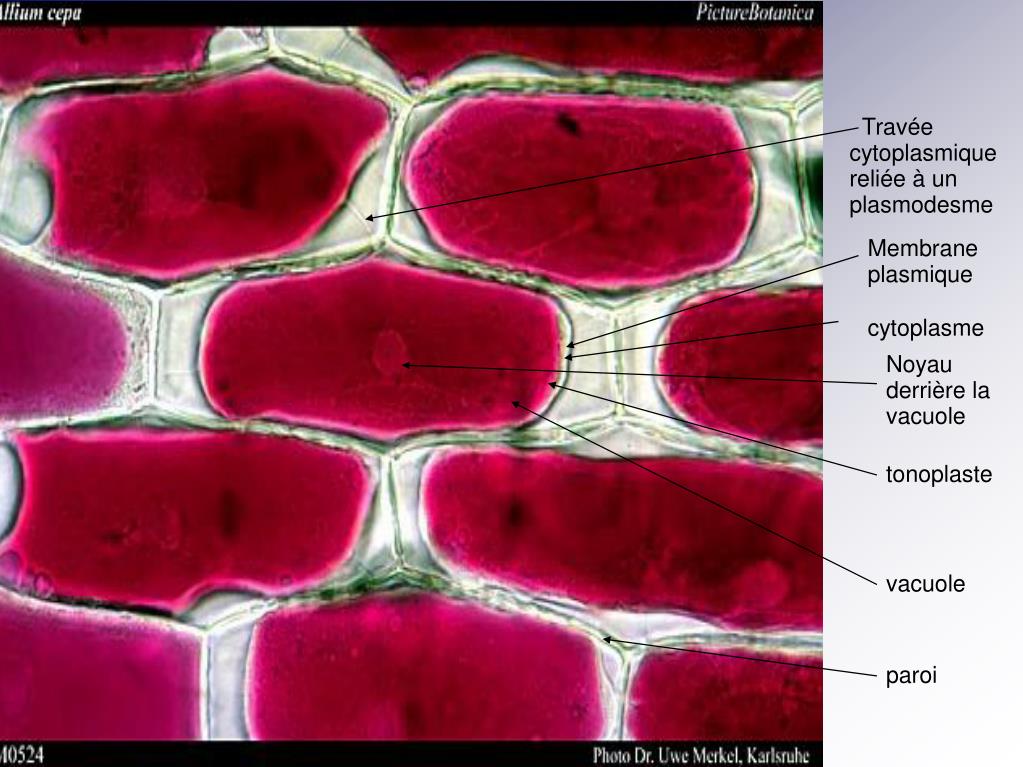 PPT - Techniques d'étude de la cellule TP n°1 : Observation de cellules ...
