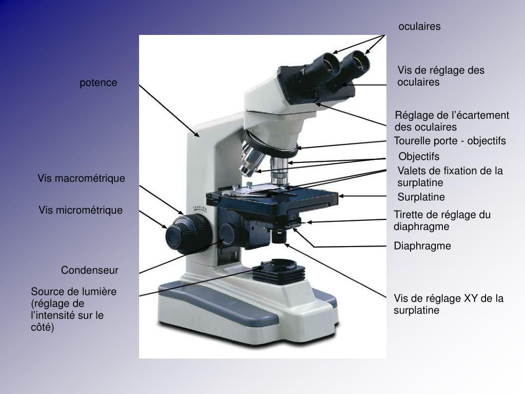 PPT - Techniques d'étude de la cellule TP n°1 : Observation de cellules ...