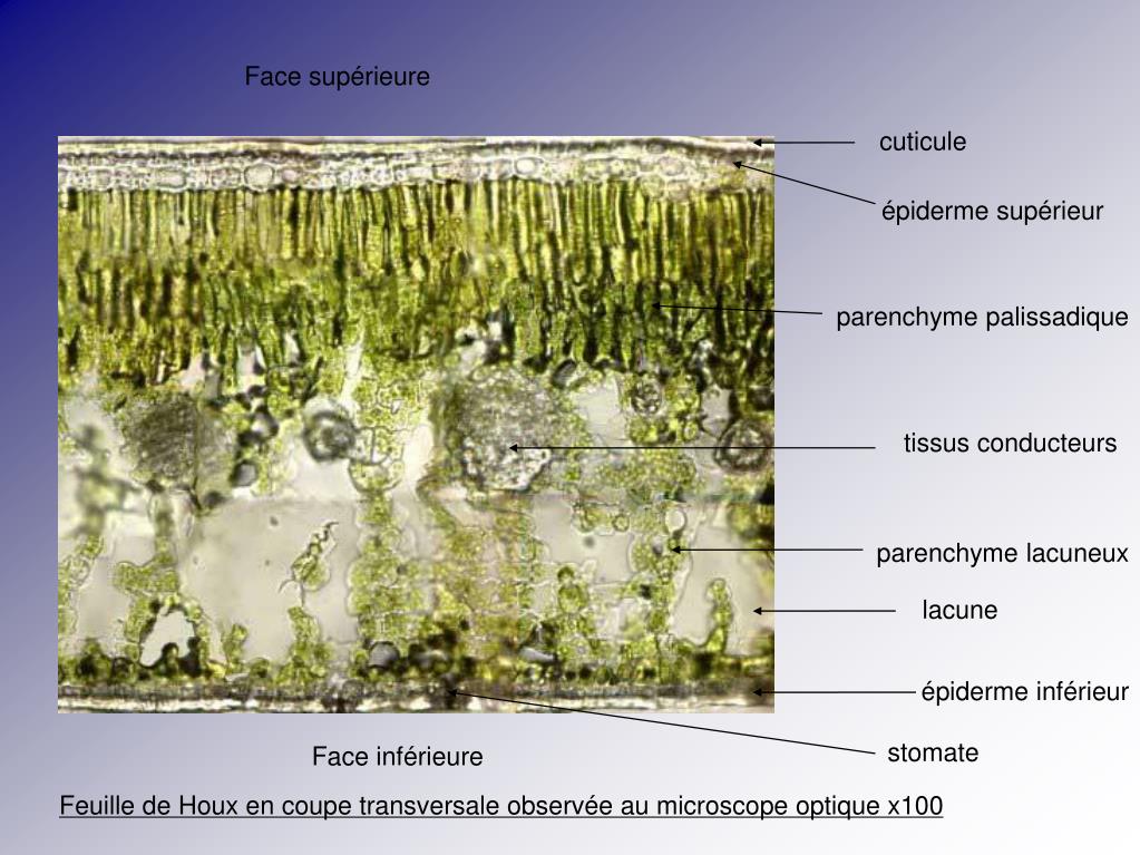 PPT - Techniques d'étude de la cellule TP n°1 : Observation de cellules ...