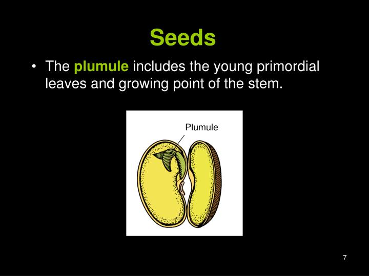 PPT - Plant Science PowerPoint Presentation - ID:3544700