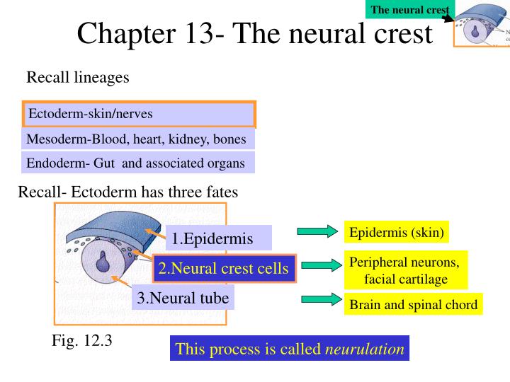 PPT - Chapter 13- The neural crest PowerPoint Presentation, free ...