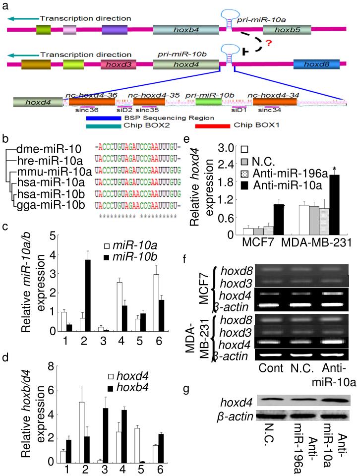 PPT - dme-miR-10 PowerPoint Presentation, free download - ID:3545216