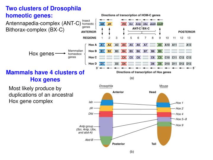 PPT - Antennapedia-complex (ANT-C) Bithorax-complex (BX-C) PowerPoint ...