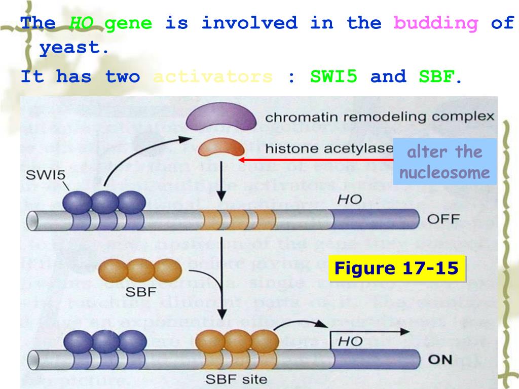 PPT - Accomplish the gene regulation of prokaryotes, we comeback to the ...