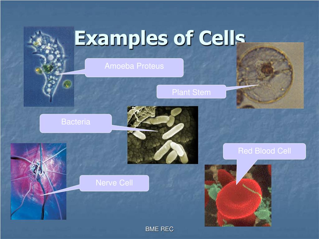 PPT - BM 2251-BIO MEDICAL INSTRUMENTATION PowerPoint Presentation, free ...