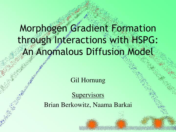PPT - Morphogen Gradient Formation through Interactions with HSPG: An Anomalous Diffusion Model ...