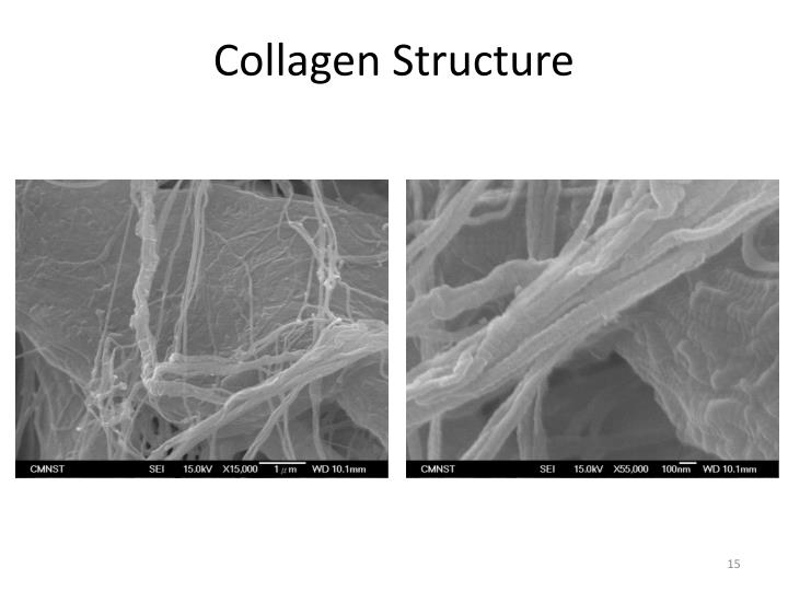 PPT - 細胞外基質 ( Extracellular matrix, ECM ) & 細胞死亡 PowerPoint ...