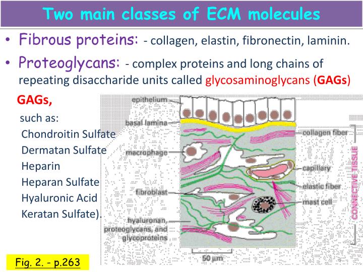 PPT - 細胞外基質 ( Extracellular matrix, ECM ) & 細胞死亡 PowerPoint ...