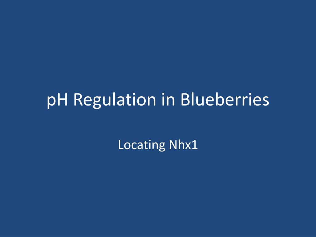 PPT - pH Regulation in Blueberries PowerPoint Presentation, free ...
