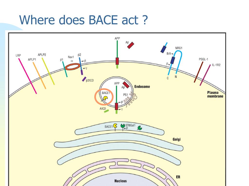 PPT - Alzheimer’s disease PowerPoint Presentation, free download - ID ...