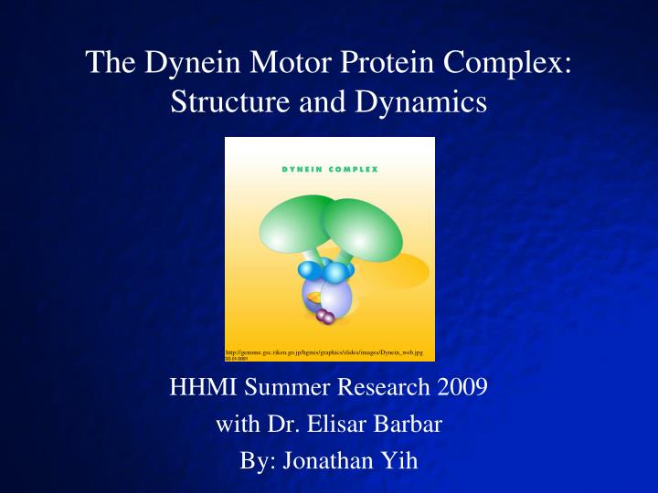PPT - The Dynein Motor Protein Complex: Structure and Dynamics ...