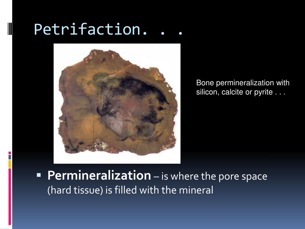 PPT The Rock And Fossil Record PowerPoint Presentation Free Download PPT The Rock And Fossil Record PowerPoint Presentation Free Download