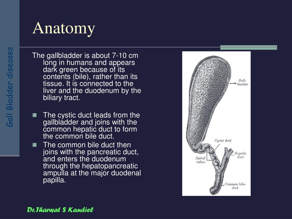 PPT - Gall Bladder Prof Dr Tharwat S. Kandiel Assist. Prof. Of General ...