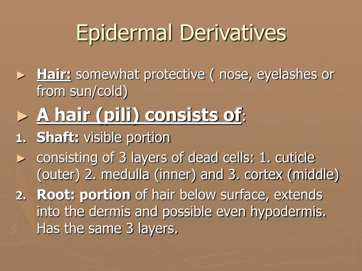 PPT - Unit 5: The Integumentary System PowerPoint Presentation - ID:3549112