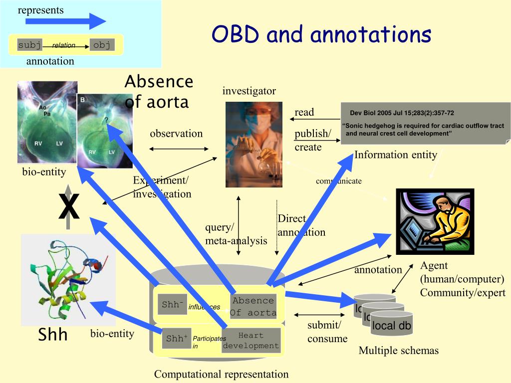 PPT - PATO & Phenotypes: From model organisms to clinical medicine ...