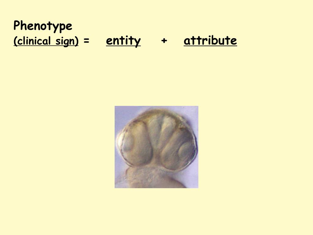 PPT - PATO & Phenotypes: From model organisms to clinical medicine ...