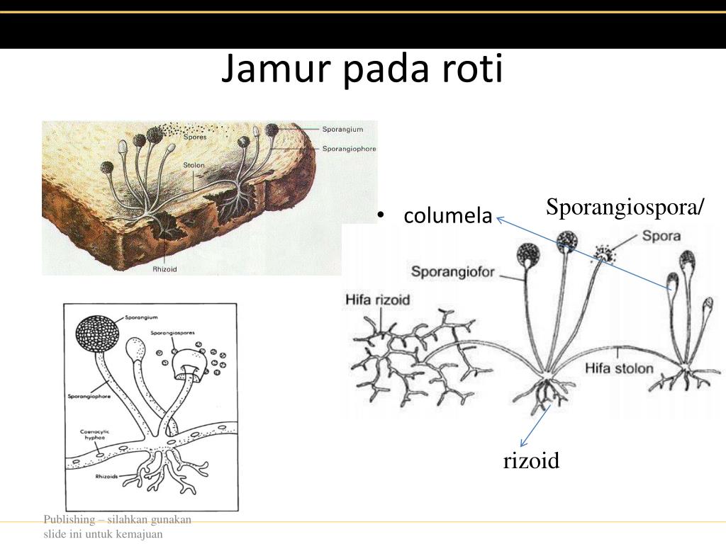 PPT - KINGDOM FUNGI PowerPoint Presentation, free download - ID:3550006