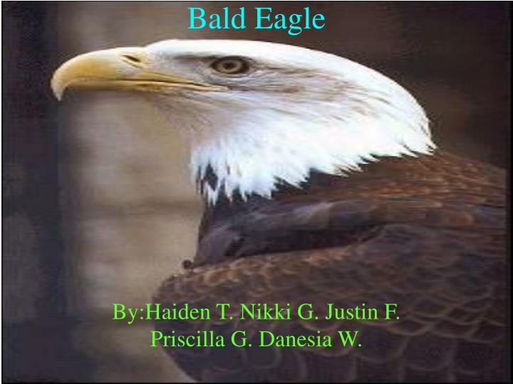 PPT - Bald Eagle PowerPoint Presentation, free download - ID:3550256