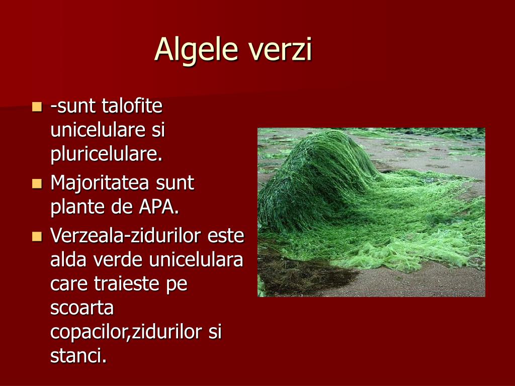 PPT - Acest proiect este de elevul Caraignat Cosmin-Georgian Sc.Nr.12 ...