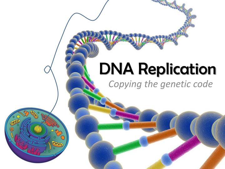 Ppt Dna Replication Powerpoint Presentation Free Download Id 3550280