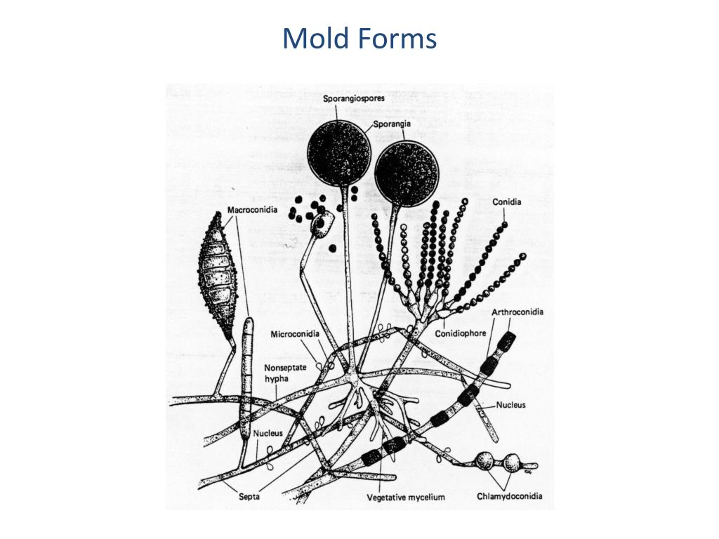 PPT - Struktur, Morfologi dan sifat pertumbuhan jamur PowerPoint ...