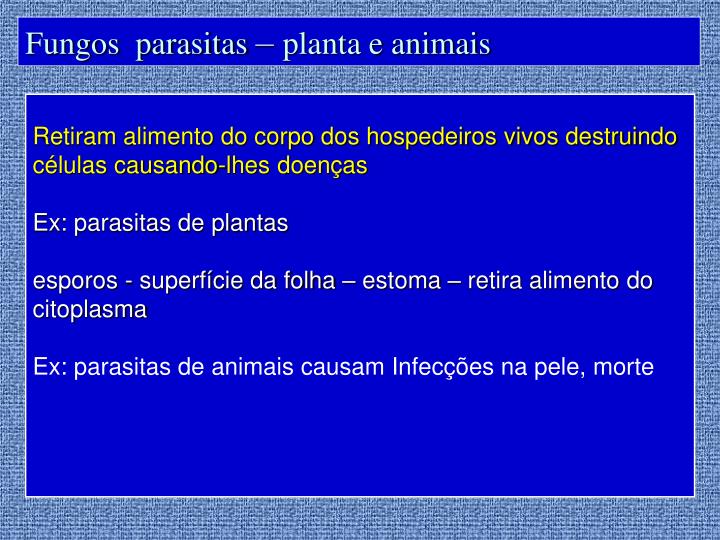 PPT - Fungos Noções gerais PowerPoint Presentation - ID:3550536