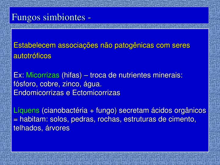 PPT - Fungos Noções gerais PowerPoint Presentation - ID:3550536